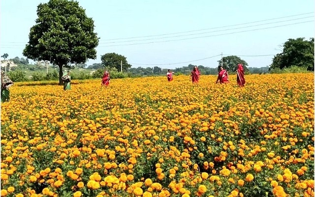 Bihar and Jharkhand News Service: From Maoist guns and opium, Jharkhand ...